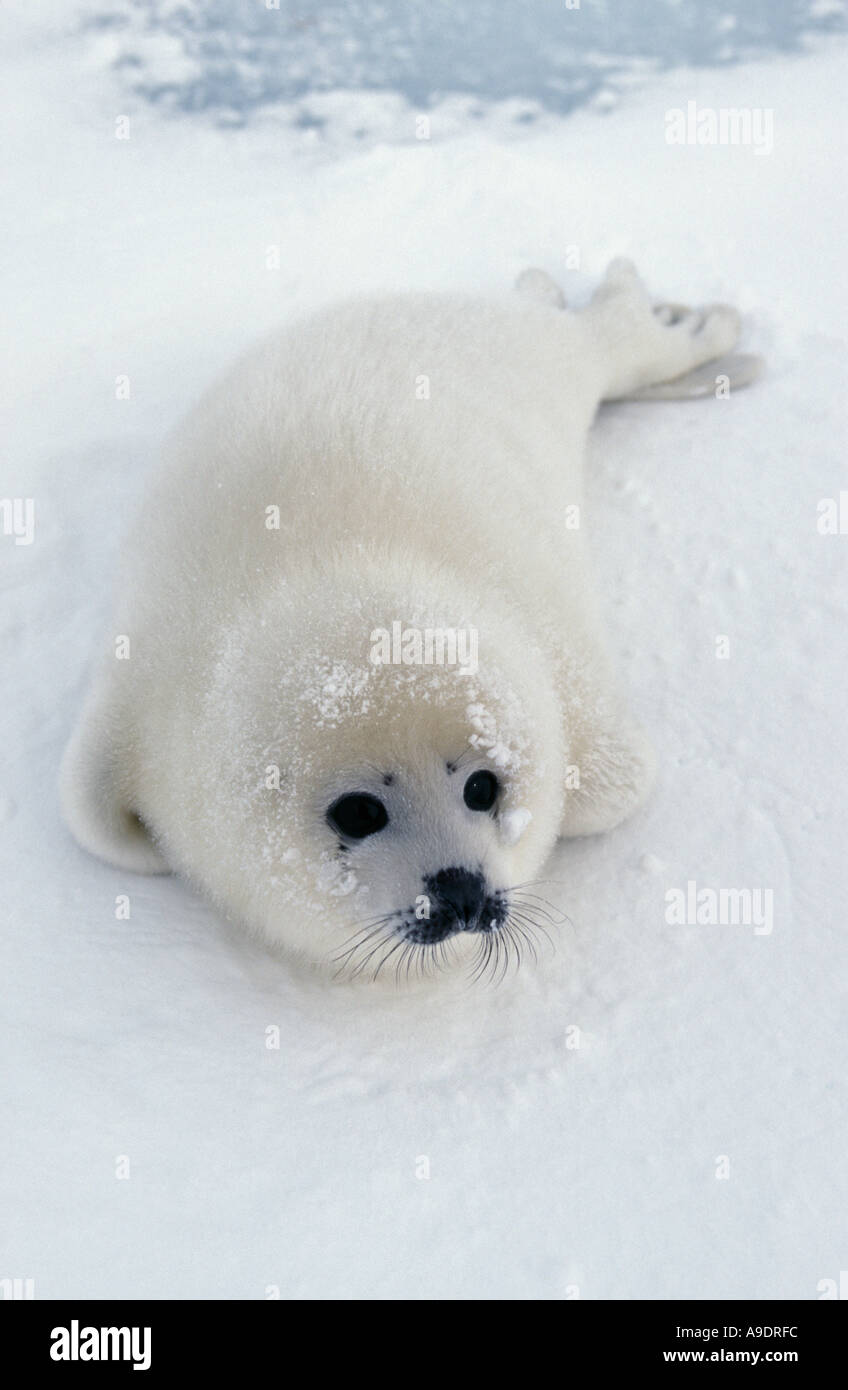 Baby harp seal hi-res stock photography and images - Alamy