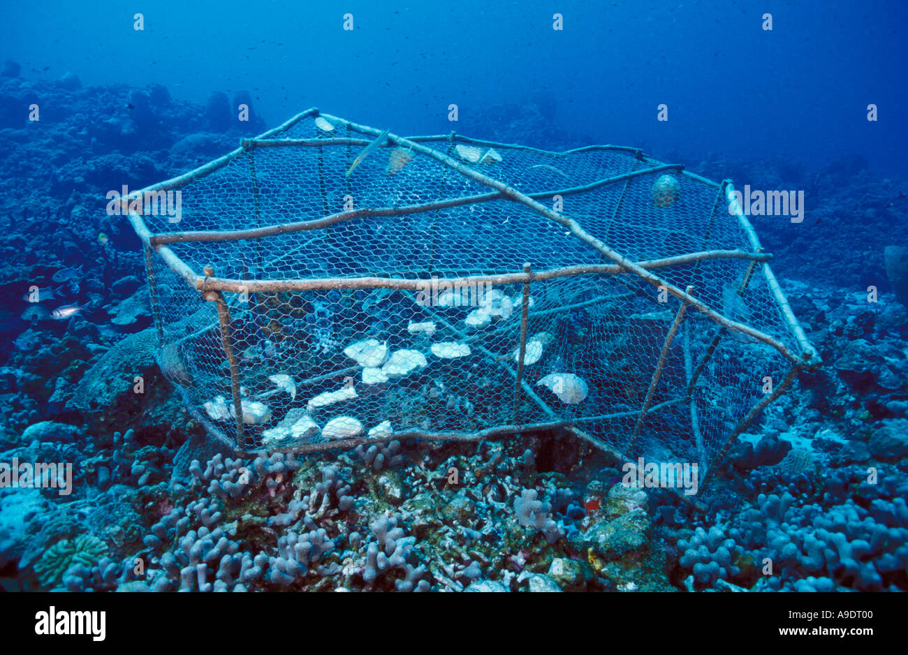 Fishing net on coral reef hi-res stock photography and images - Alamy