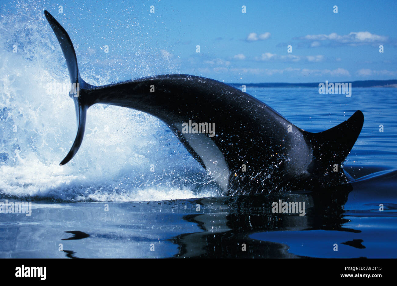 Orca flukes hi-res stock photography and images - Alamy