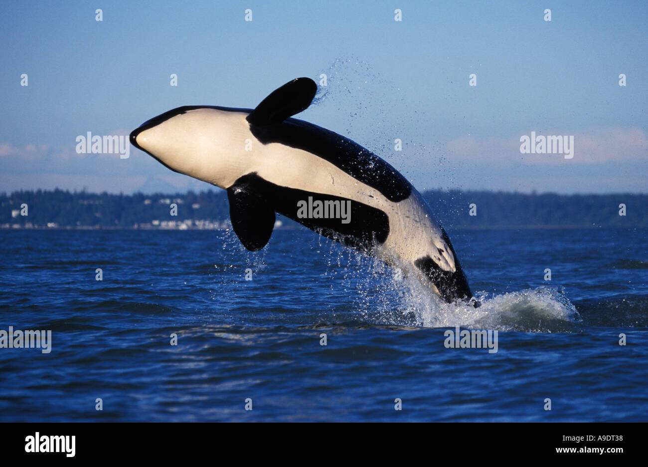 ns1 ORCA WHALE Orcinus orca breaching British Columbia Canada Pacific ...