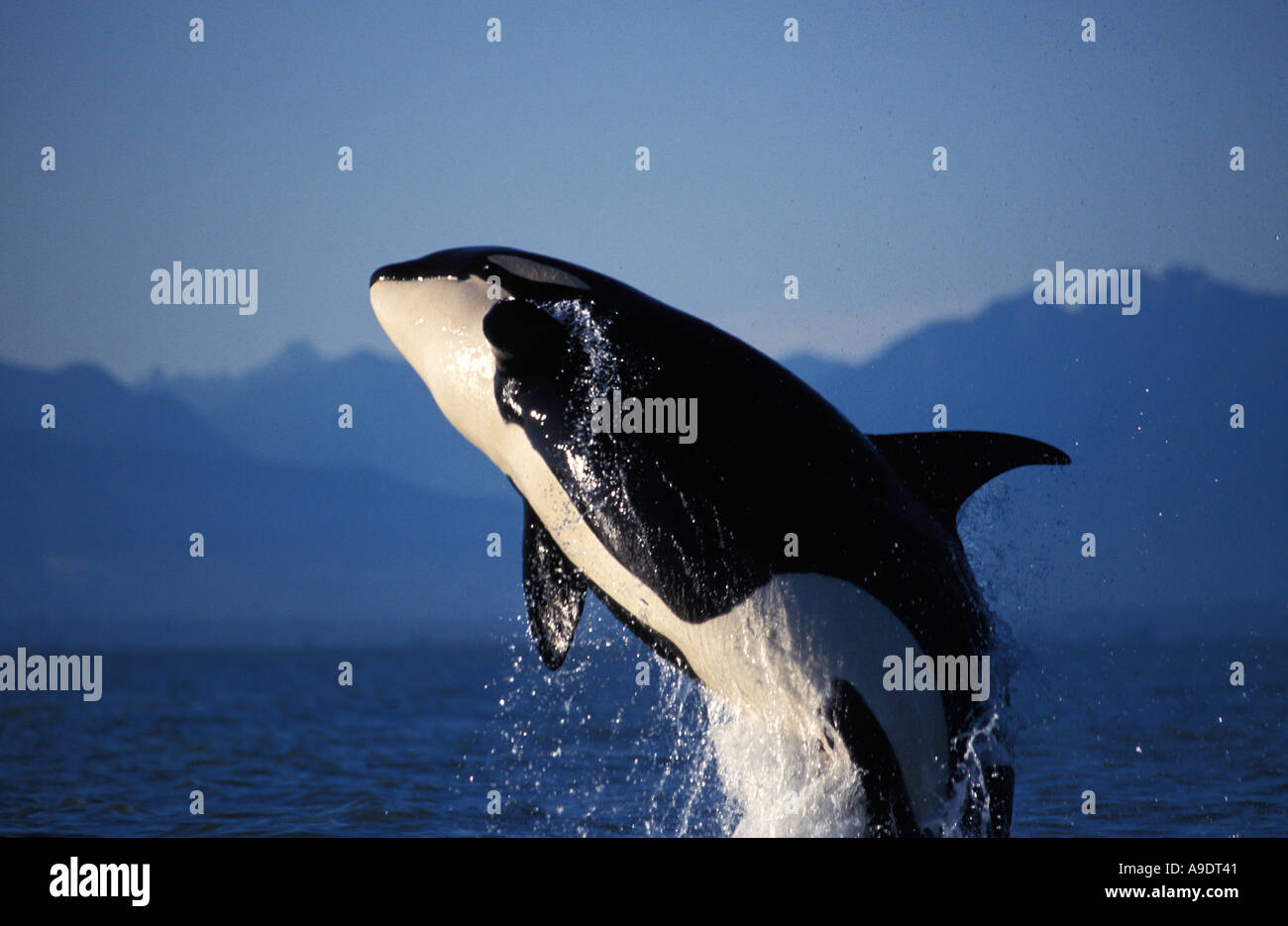 ns4 ORCA WHALE Orcinus orca breaching British Columbia Canada Pacific ...
