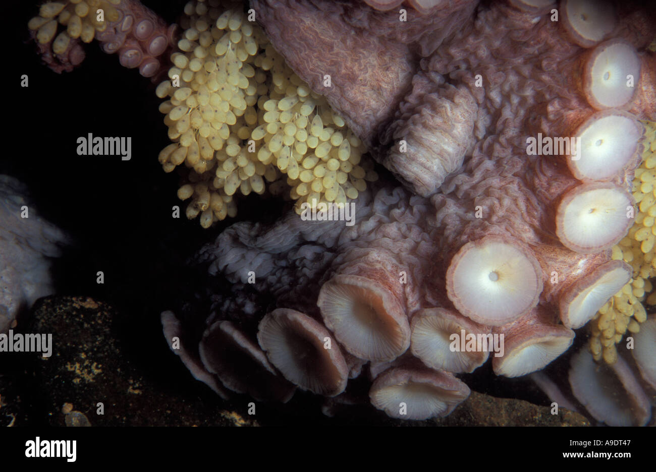 nt21 Pacific Giant Octopus Enteroctopus dofleini guarding eggs Pacific ...