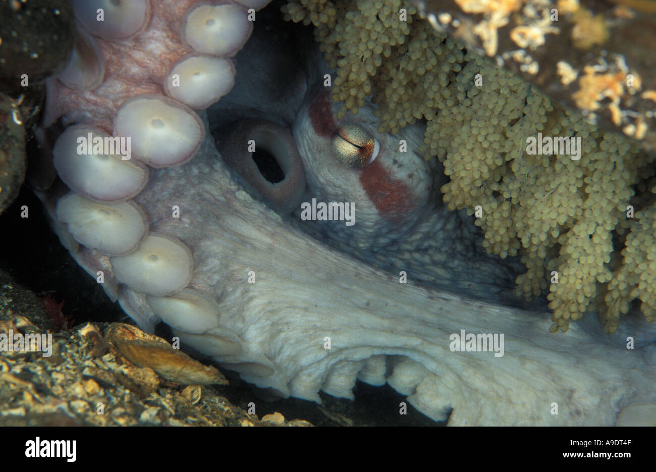 Giant Pacific Octopus Eggs