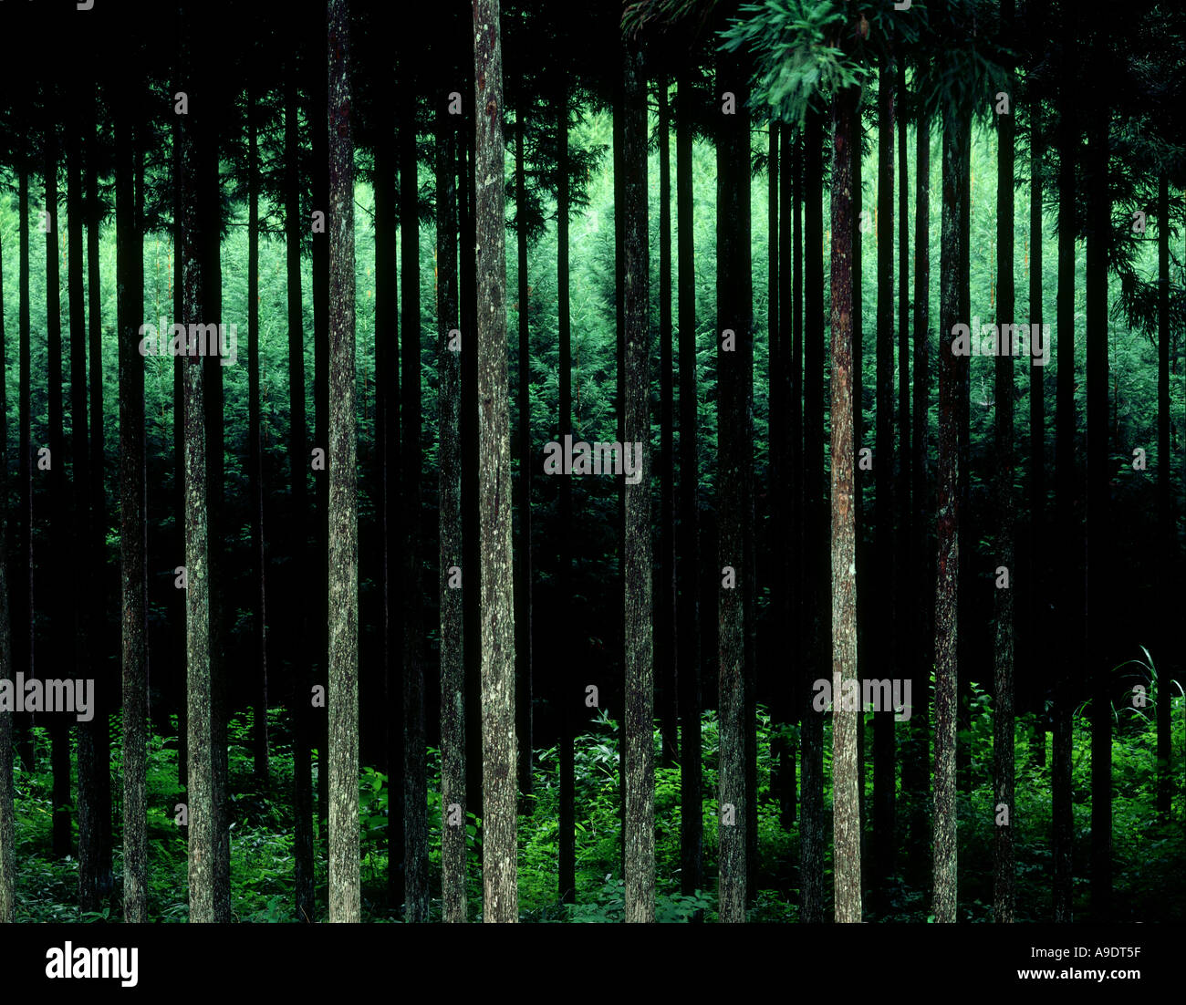 Japan Cedar Woods Stock Photos & Japan Cedar Woods Stock Images - Alamy