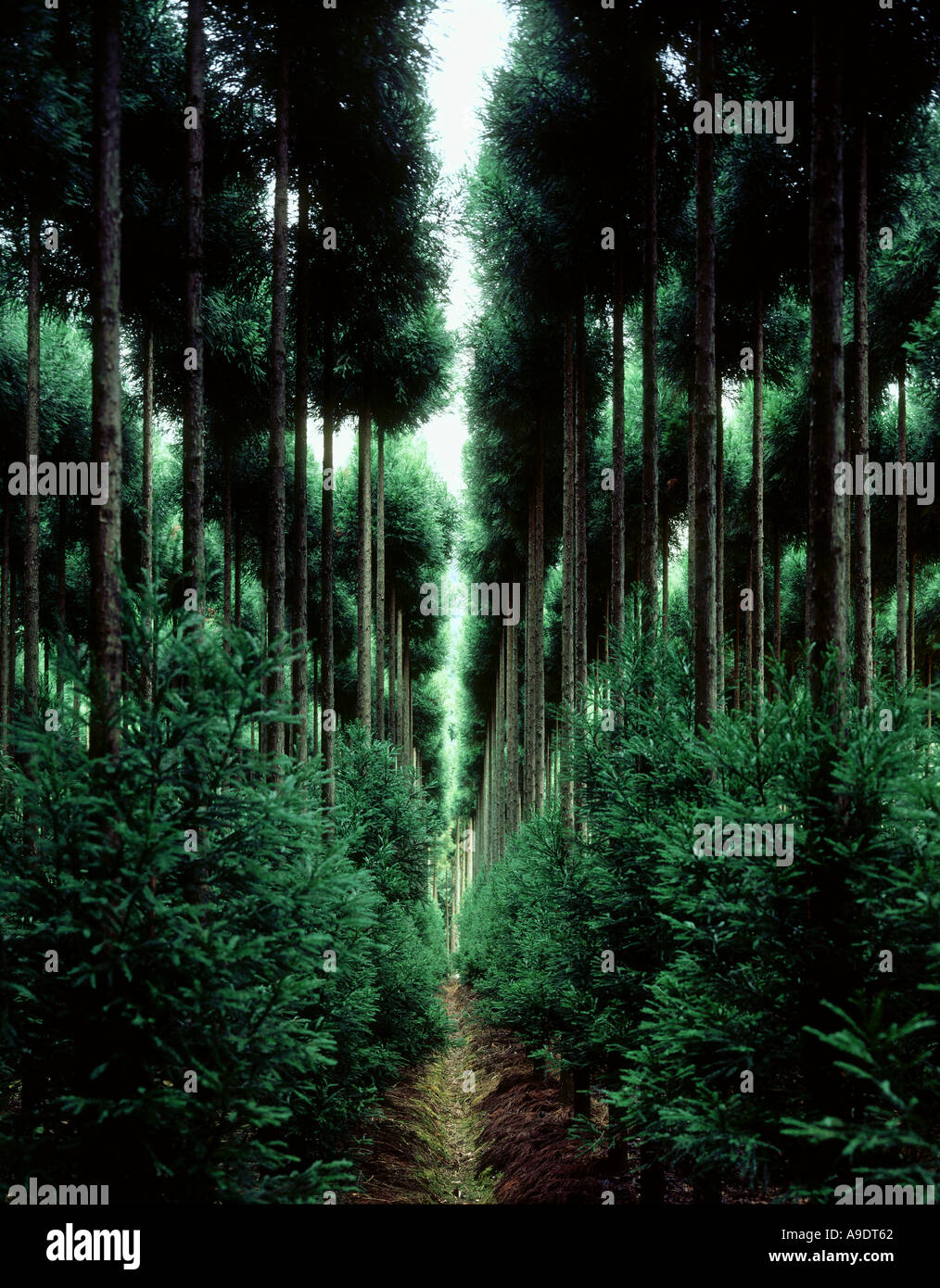 Japanese cedar woods Kyoto Japan Stock Photo - Alamy
