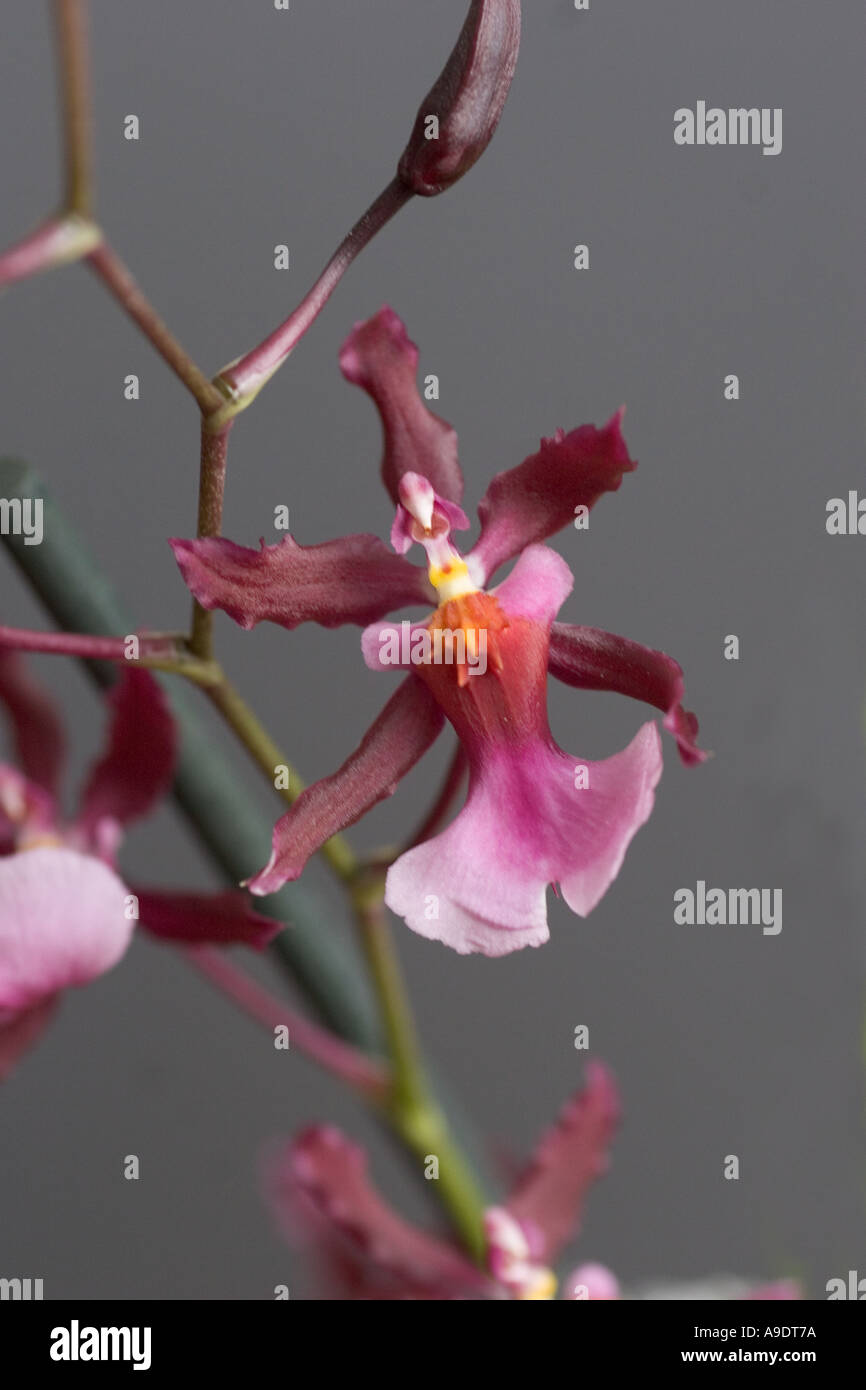 Close up oncidium orchid flower hi-res stock photography and images - Alamy