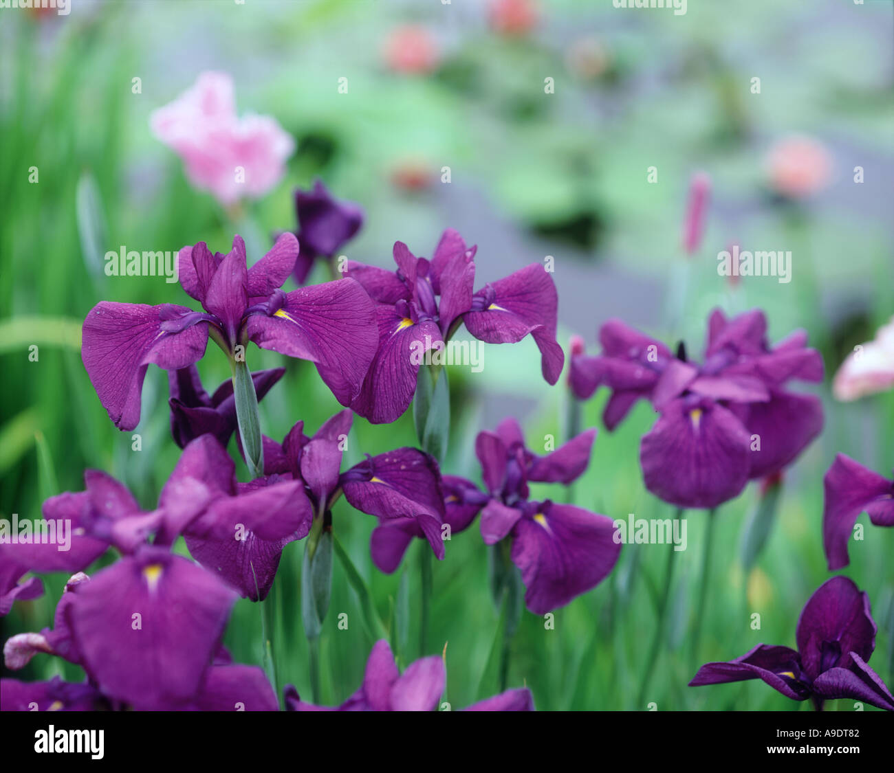 Iris irises japan japanese hi-res stock photography and images - Alamy