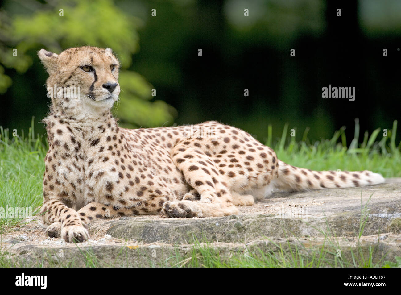 Cheetah social structure hi-res stock photography and images - Alamy