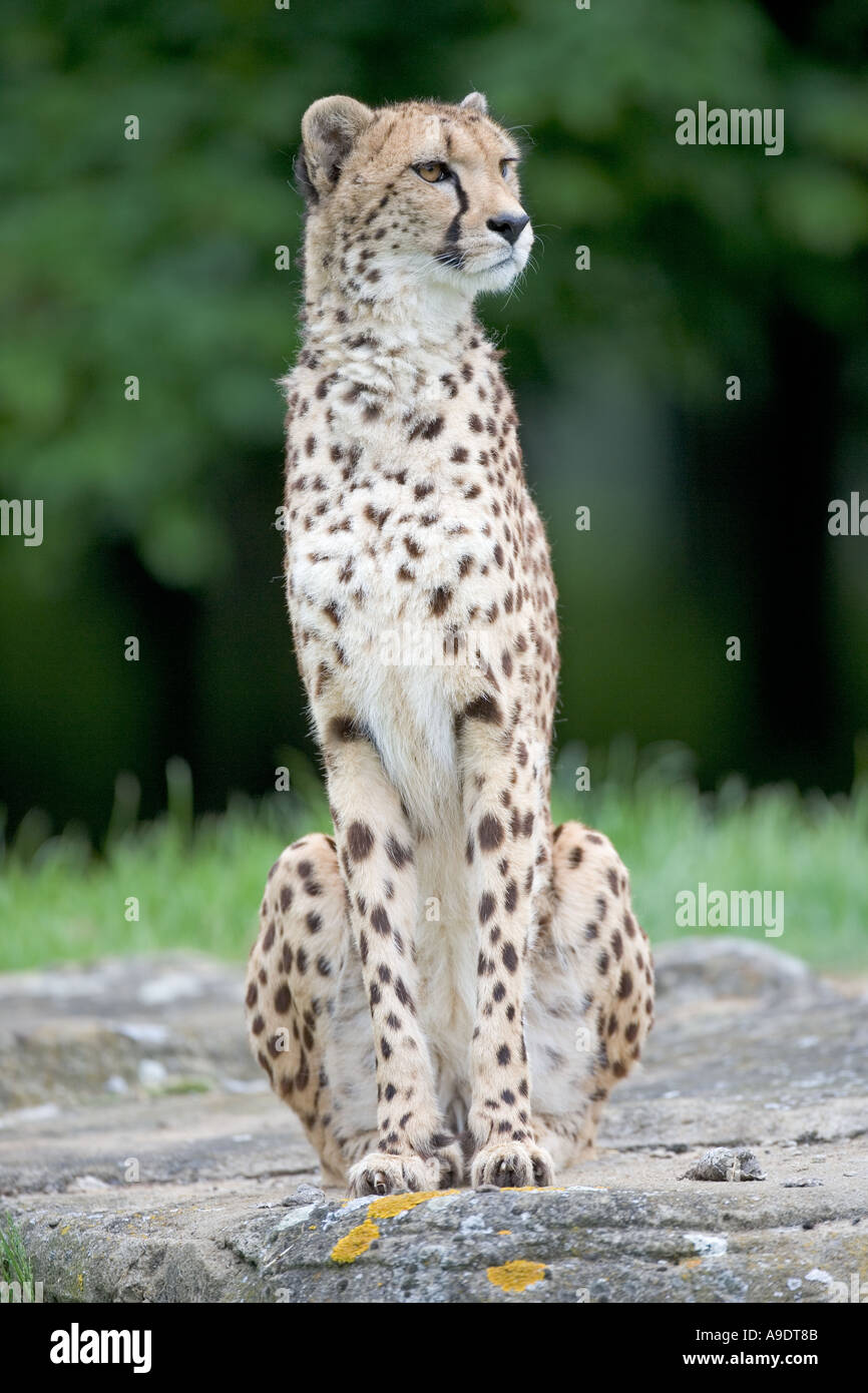 Cheetah social structure hi-res stock photography and images - Alamy