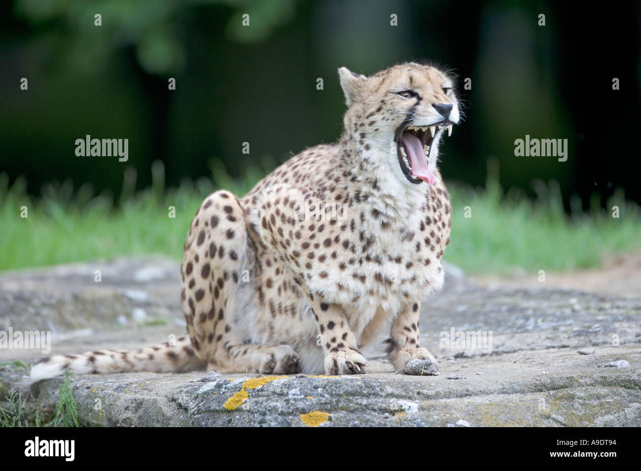 Cheetah long tail hi-res stock photography and images - Alamy