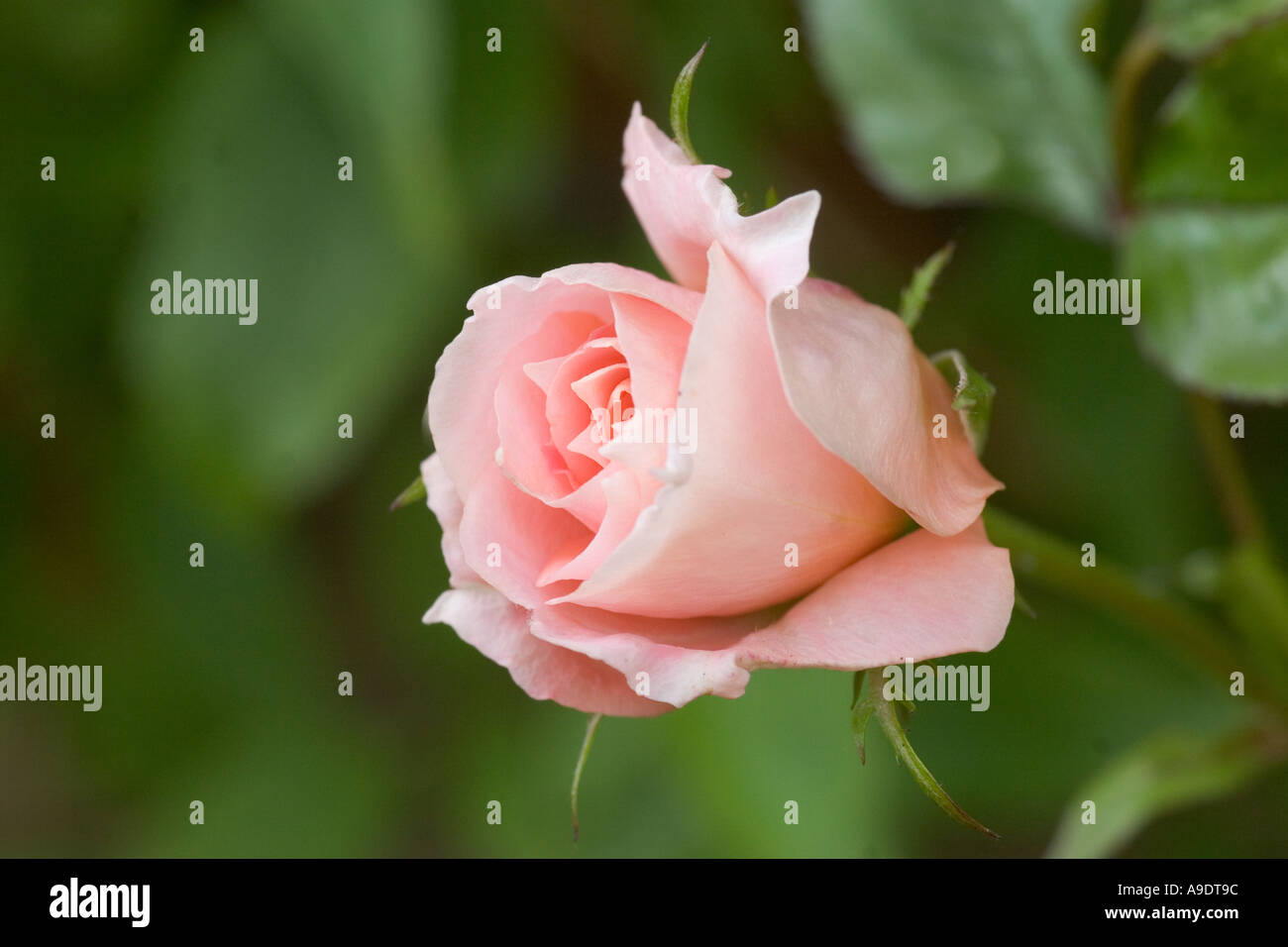Pink Patio rose Flower Power Stock Photo - Alamy