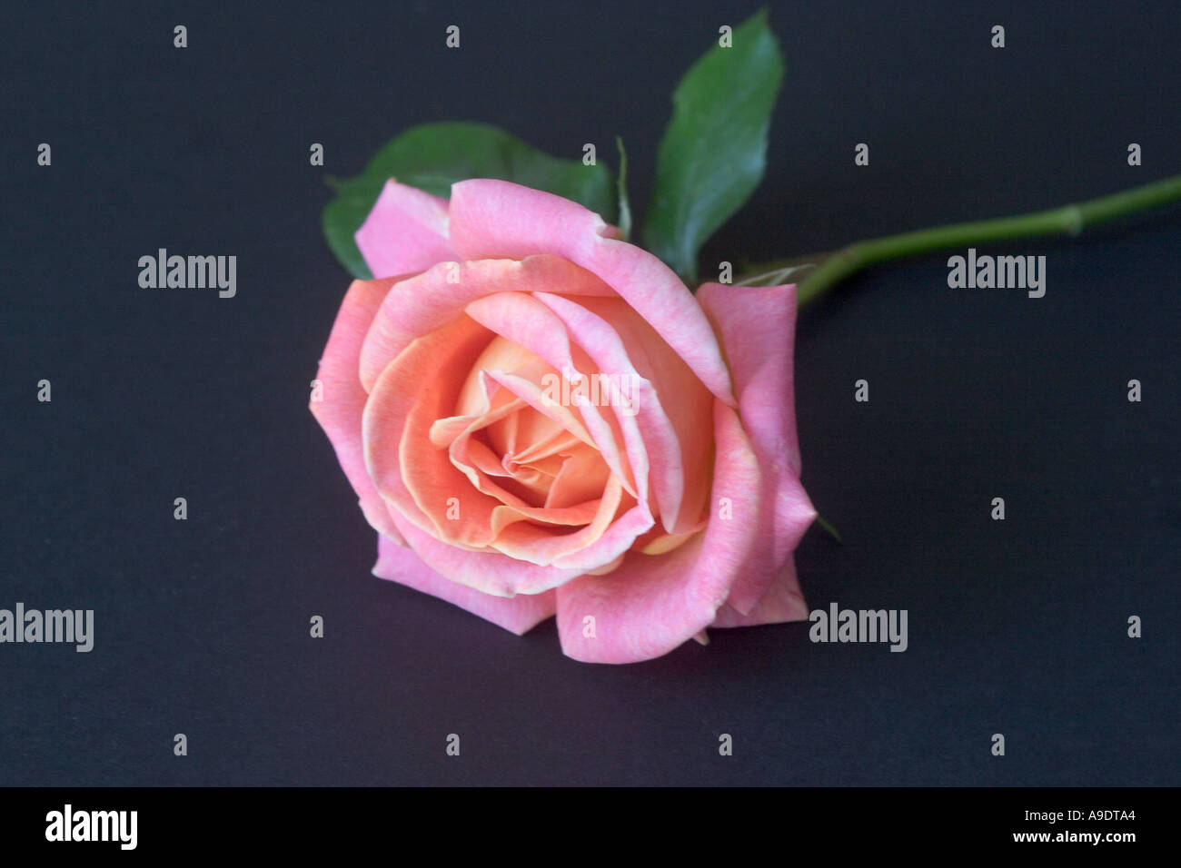 Pink Patio rose Flower Power Stock Photo - Alamy
