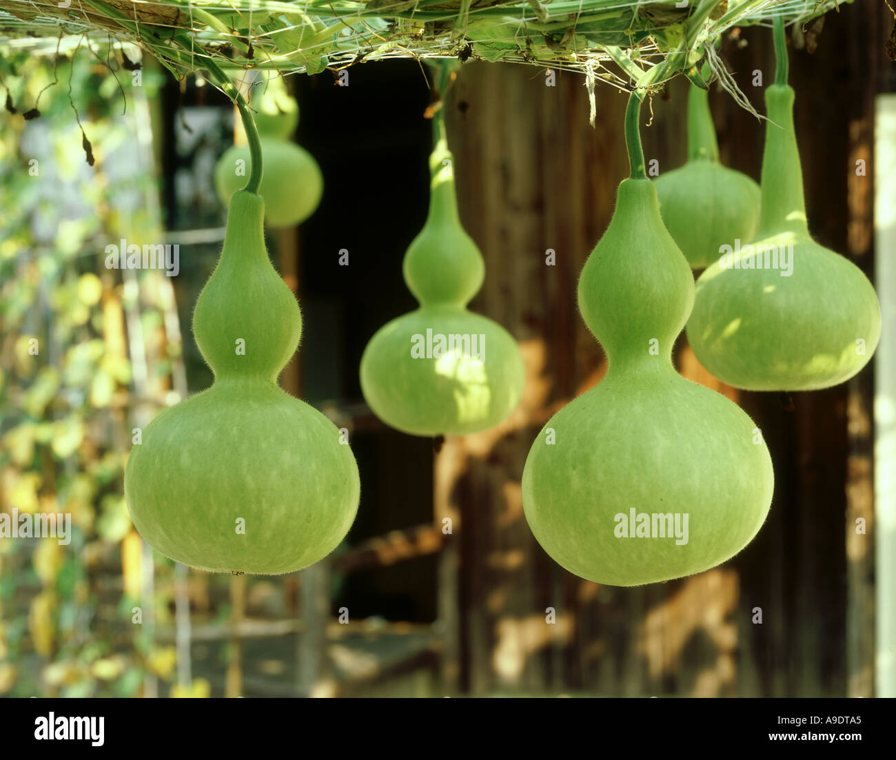 Japanese gourds hi-res stock photography and images - Alamy