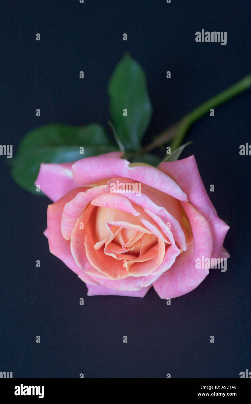 Patio rose hi-res stock photography and images - Alamy