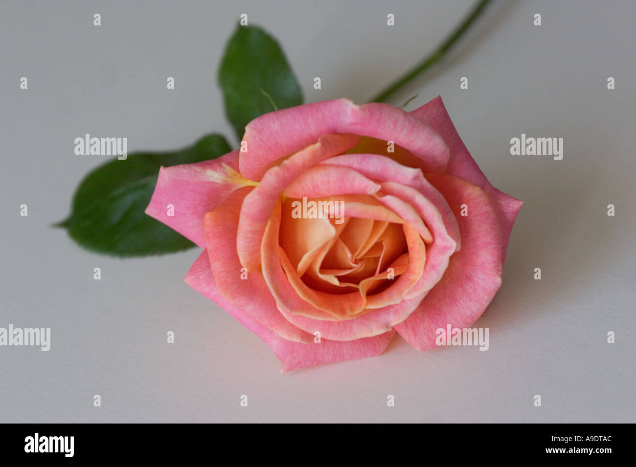 Rosa flower power hi-res stock photography and images - Alamy
