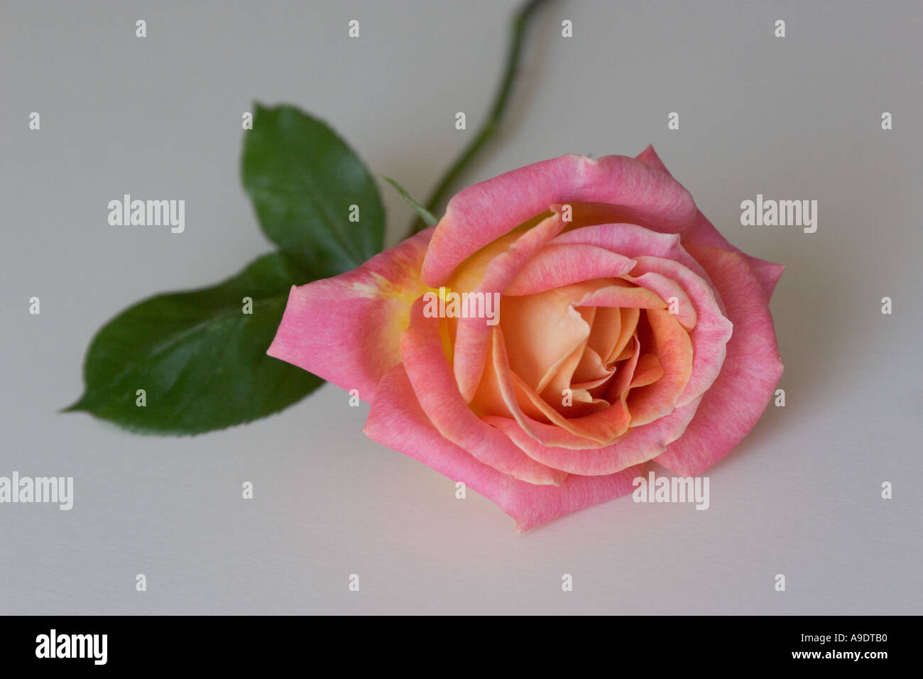 Rosa flower power hi-res stock photography and images - Alamy