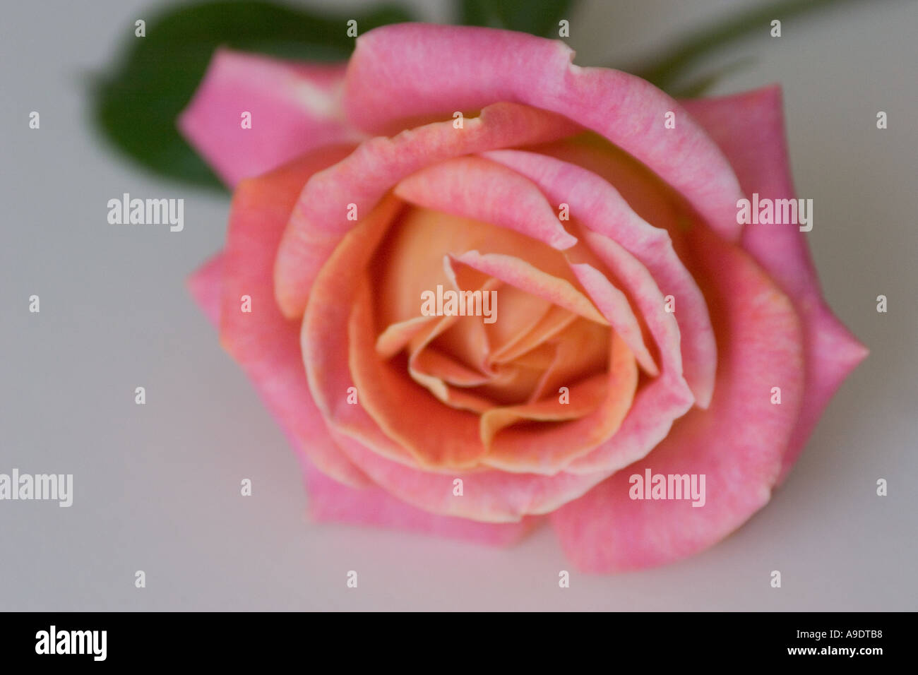 Patio rose hi-res stock photography and images - Alamy