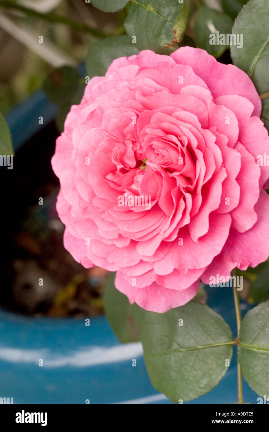 Rose noble hi-res stock photography and images - Alamy