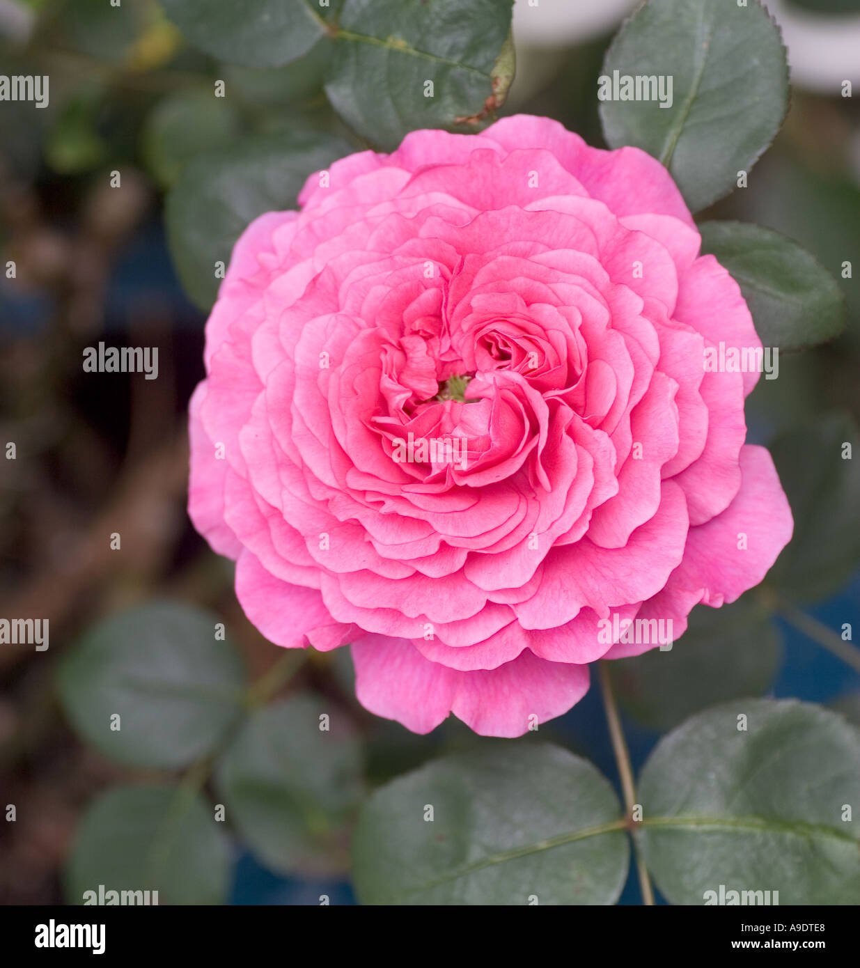 Anthony rose hi-res stock photography and images - Alamy