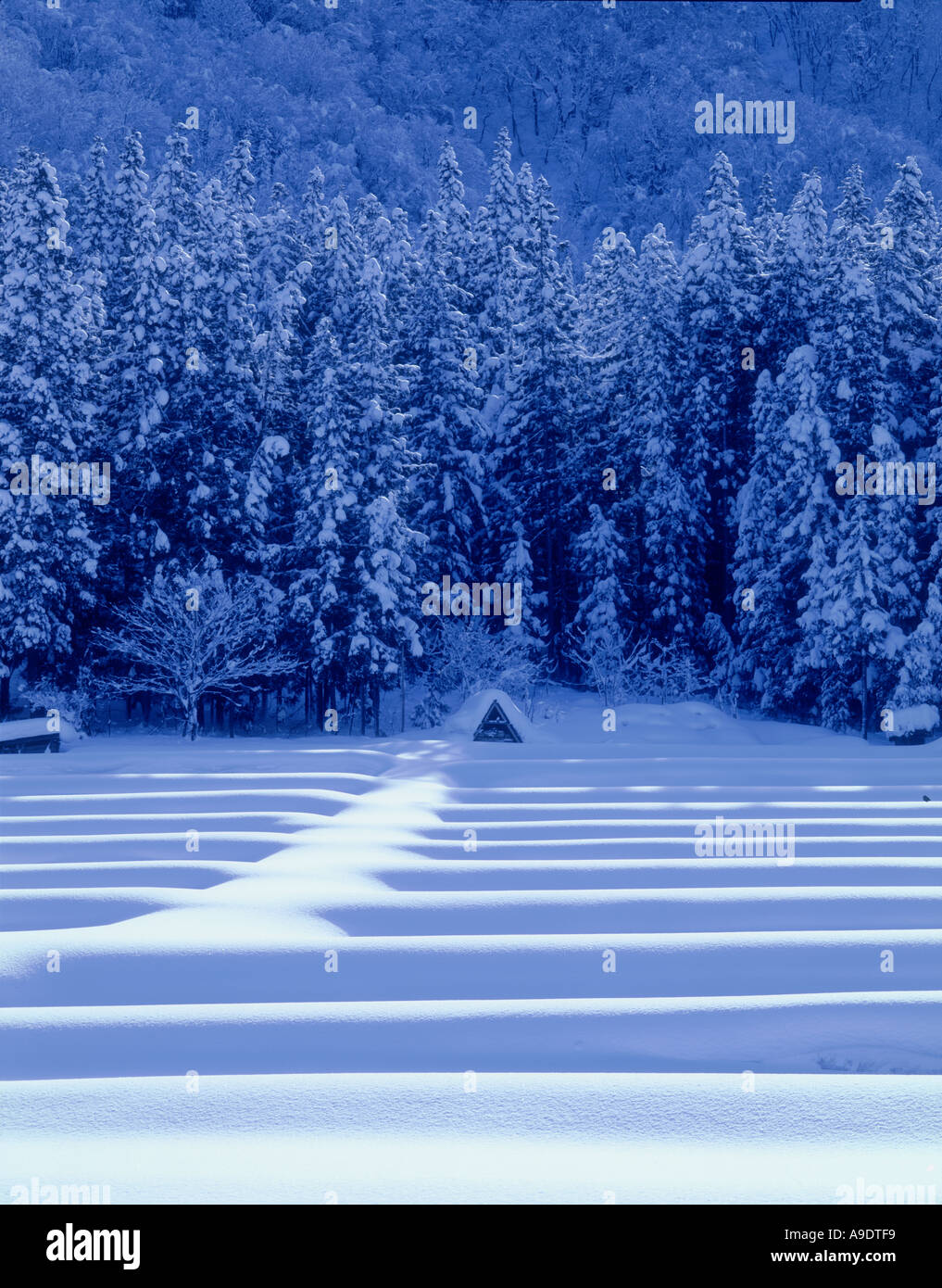 Shirakawa village in snow Gifu Japan Stock Photo - Alamy