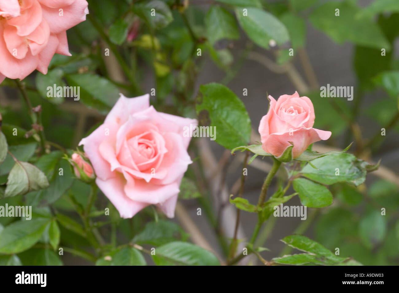 Pink Patio rose Flower Power Stock Photo - Alamy