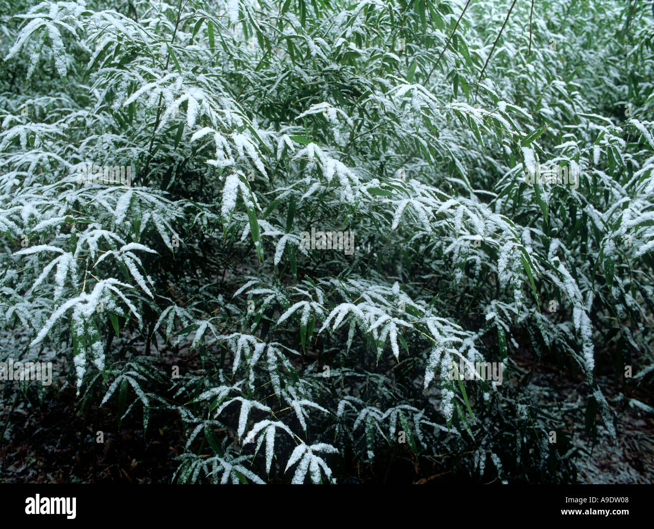 The first snow covers bamboo Nikko Japan Stock Photo - Alamy