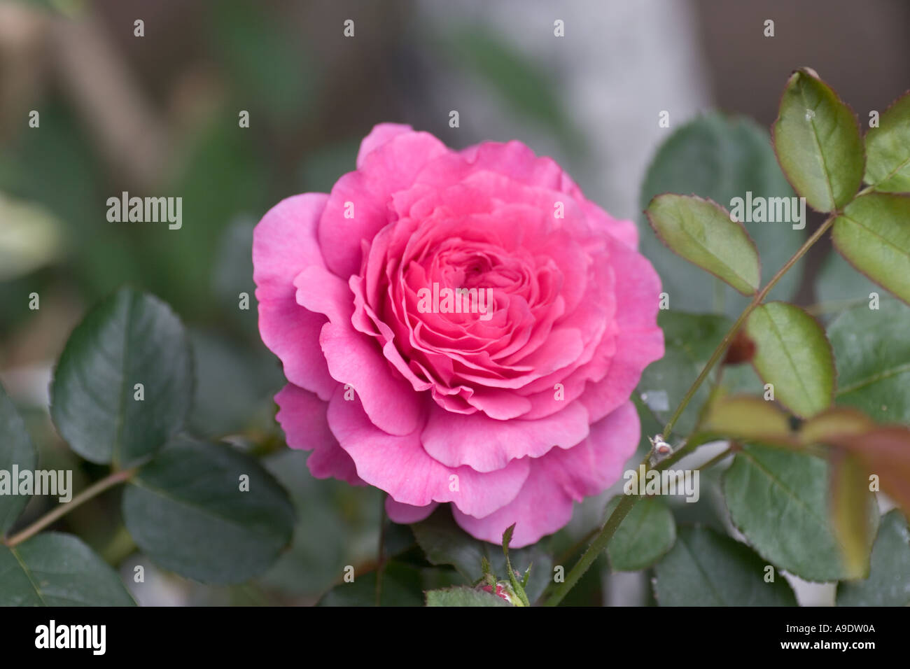Anthony rose hi-res stock photography and images - Alamy