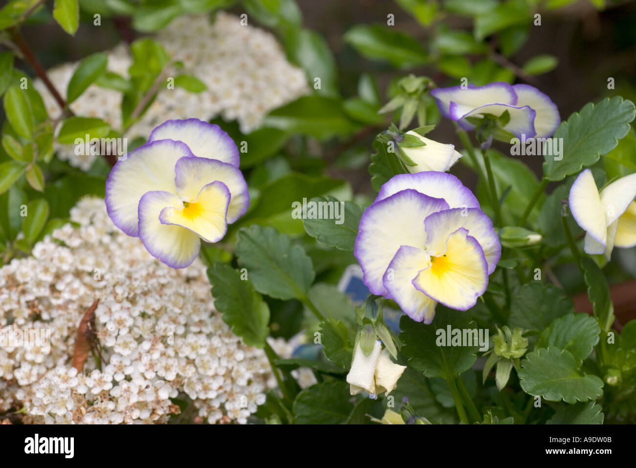 Viola Etain flowers Stock Photo - Alamy