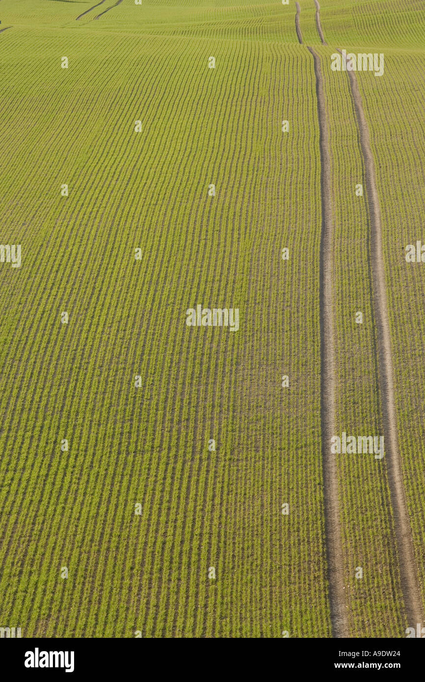 Tramlines in Winter Barley Crop April Stock Photo - Alamy