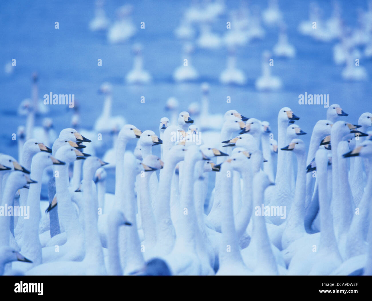 Asian swans hi-res stock photography and images - Alamy