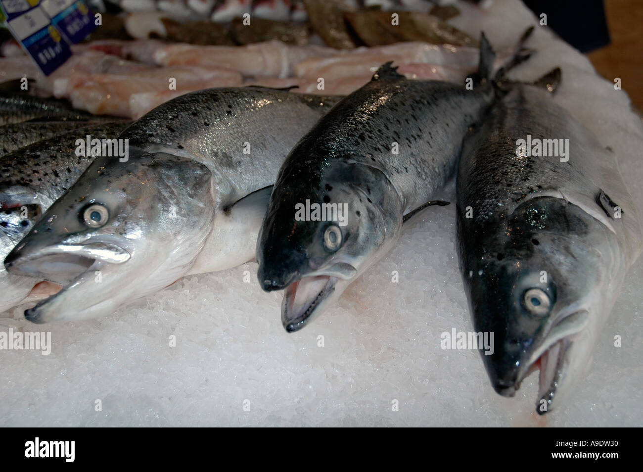 French fishmongers hi-res stock photography and images - Alamy