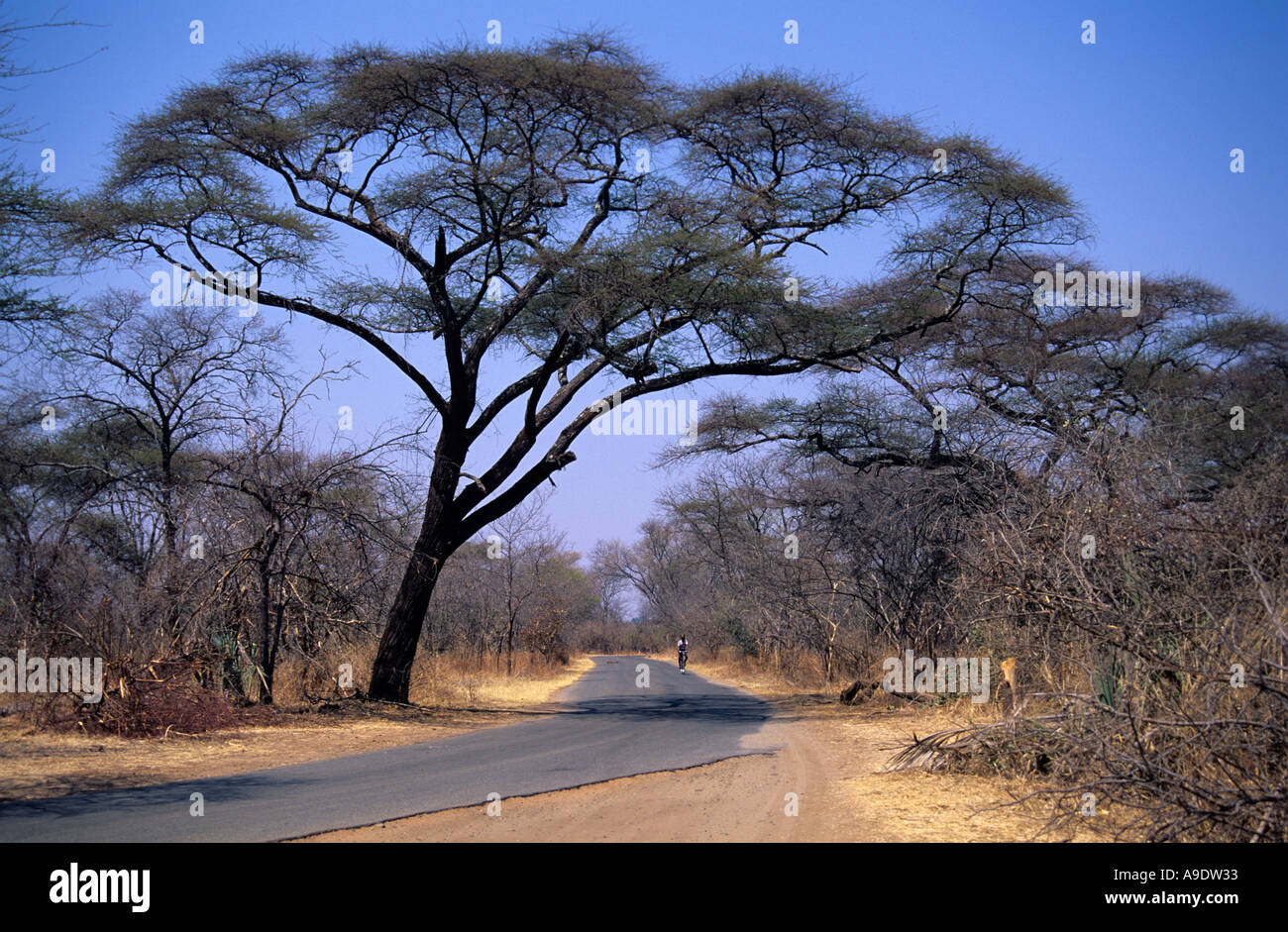 Large tree spanning road near Victoria Falls, Zimbabwe, with man on ...