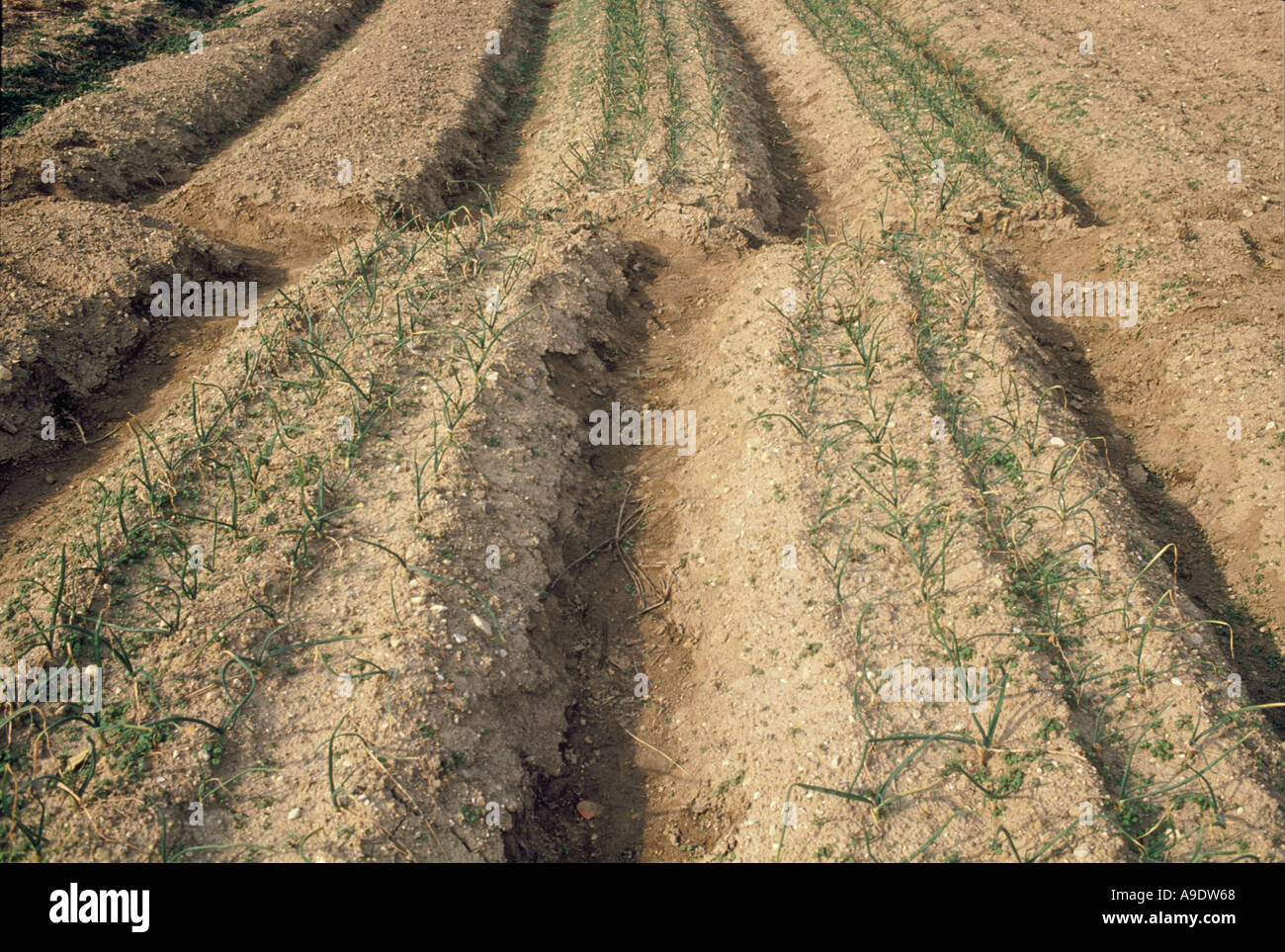 Kobe earthquake 1995 Japan Stock Photo - Alamy