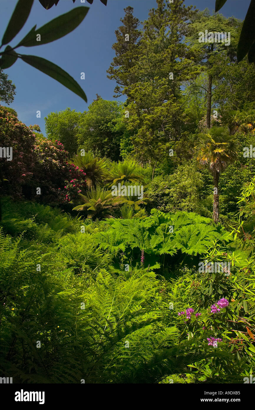 The jungle walk at the Lost Gardens of Heligan Stock Photo - Alamy