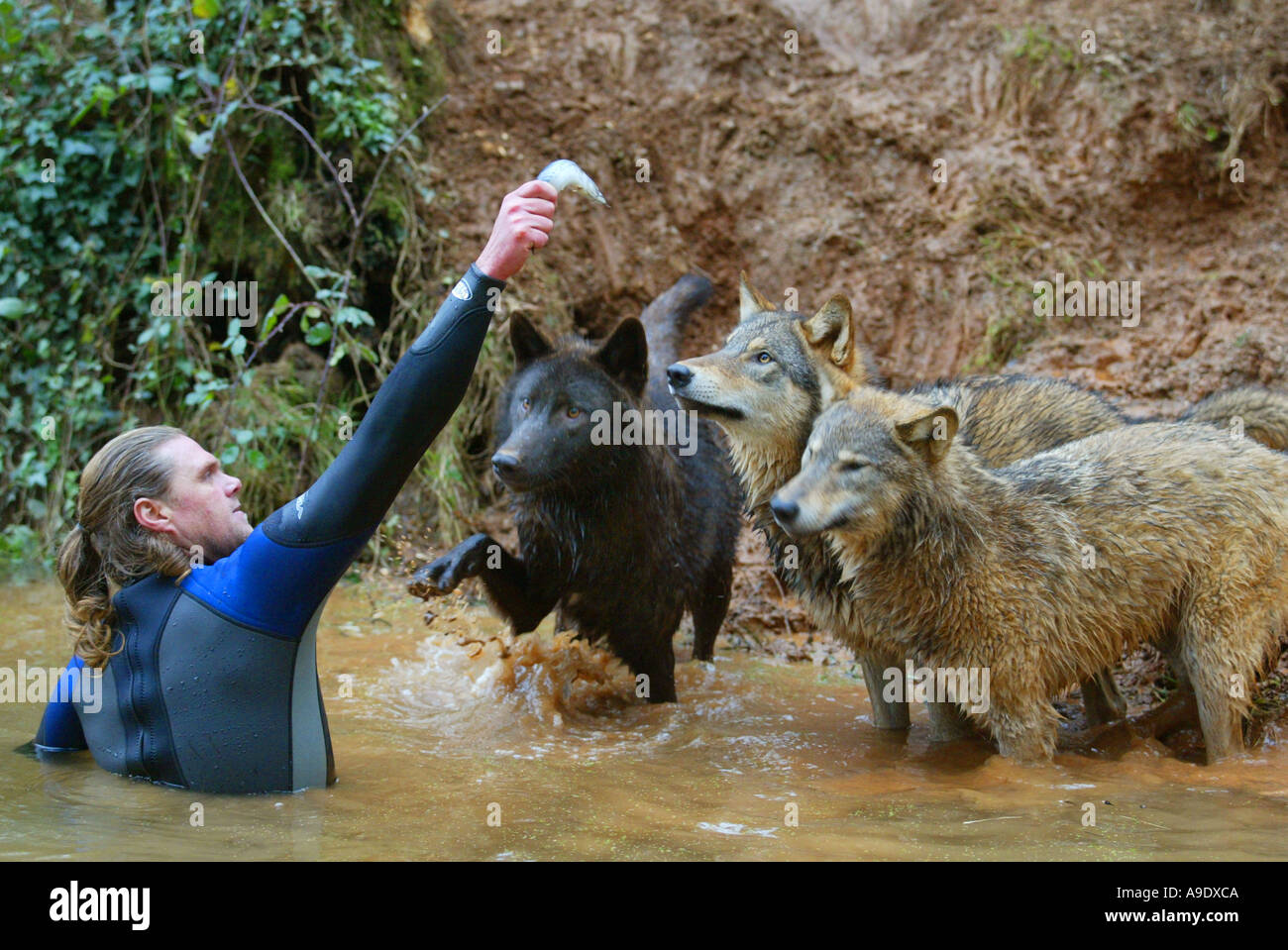 Shaun Ellis of Wolfpack Management teaches his wolves to fish at Coombe ...