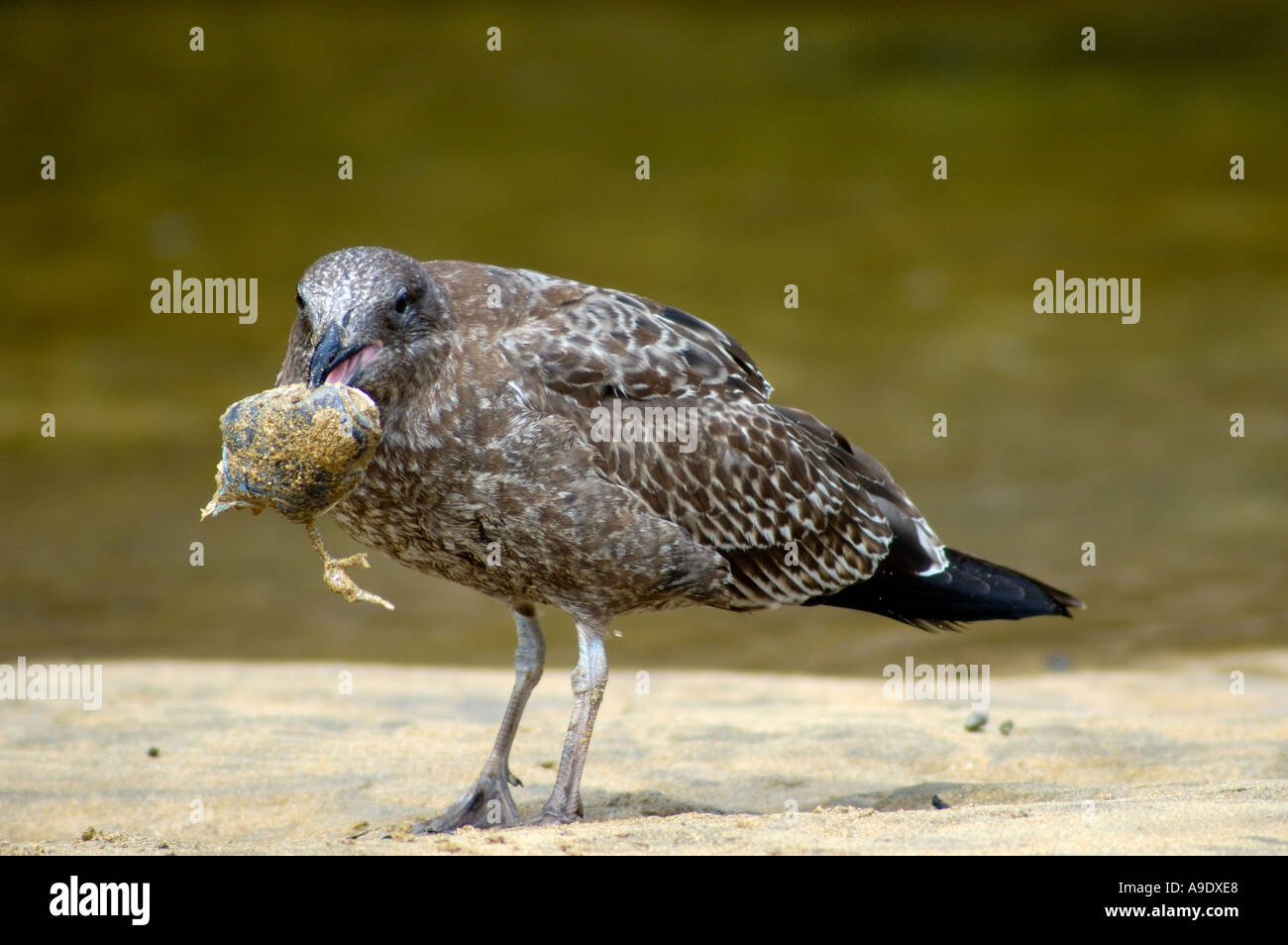 Juvenile southern black backed gull feeding on mullet head Larus ...
