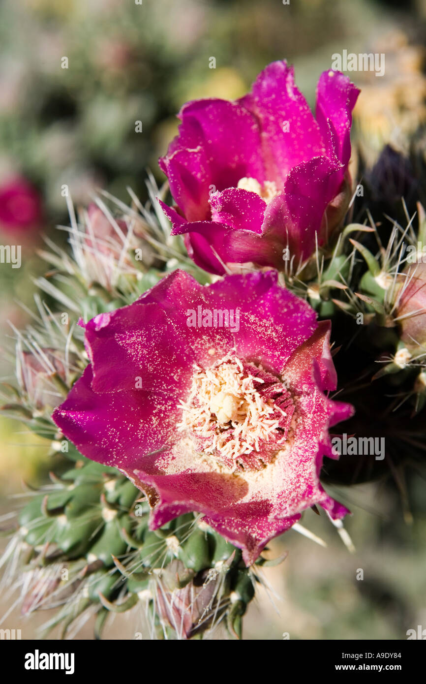 Flowers of cholla cactus in bloom in the Davis Mountains of West Texas ...