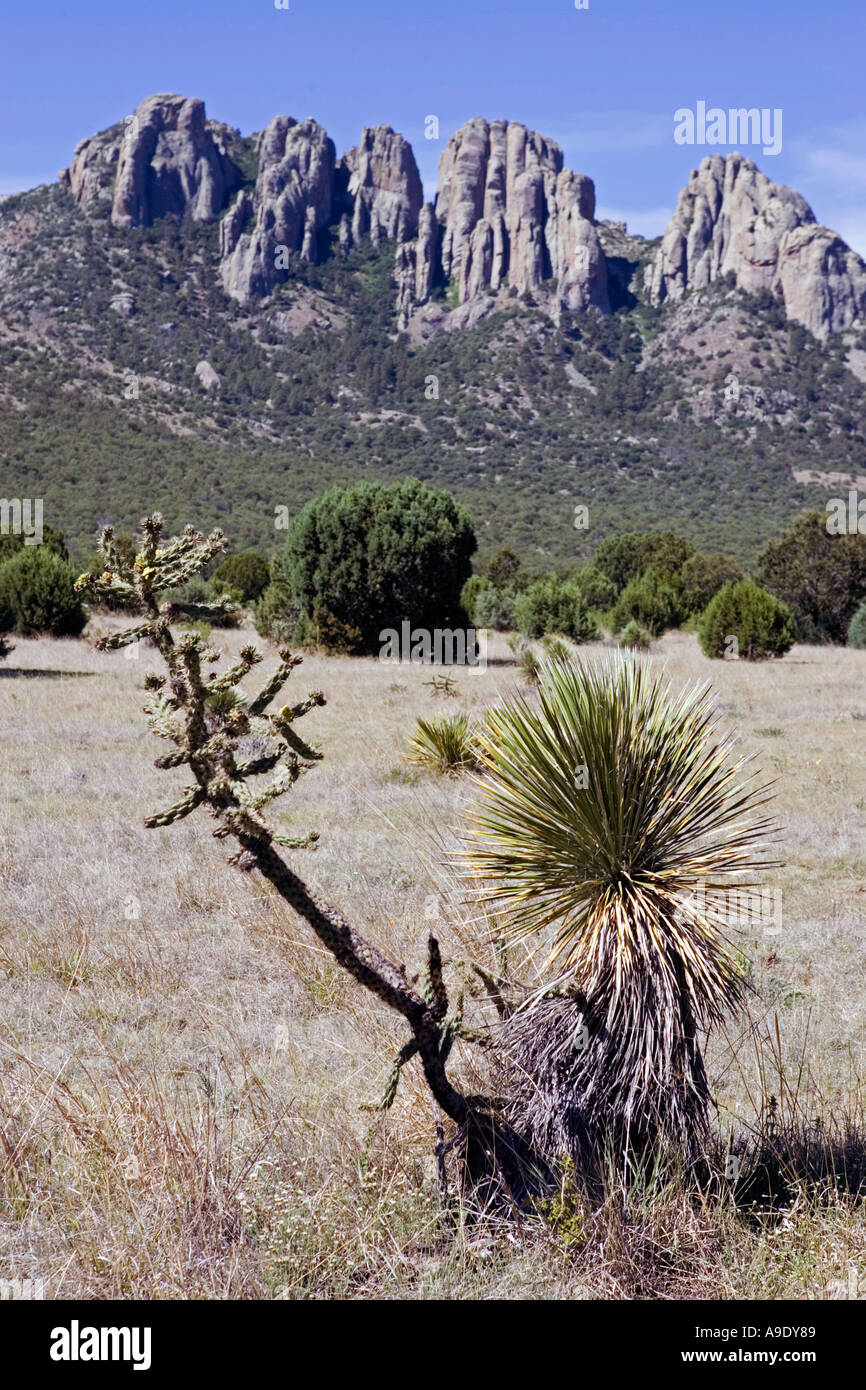 Texas native cactus hi-res stock photography and images - Alamy
