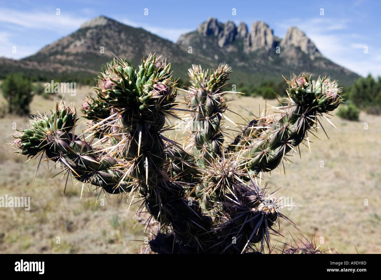 Texas native cactus hi-res stock photography and images - Alamy