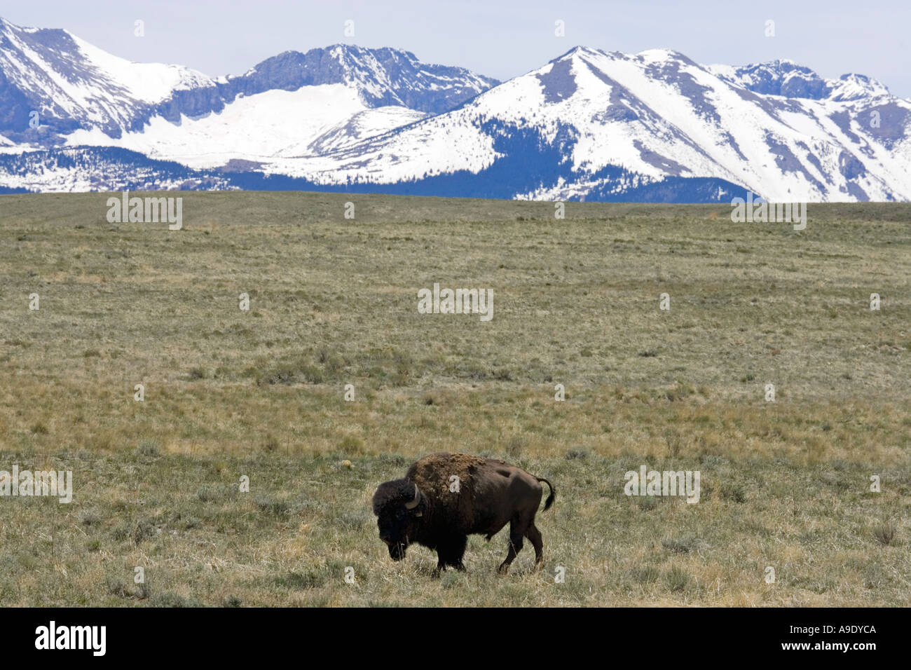 Bison ranching hi-res stock photography and images - Alamy