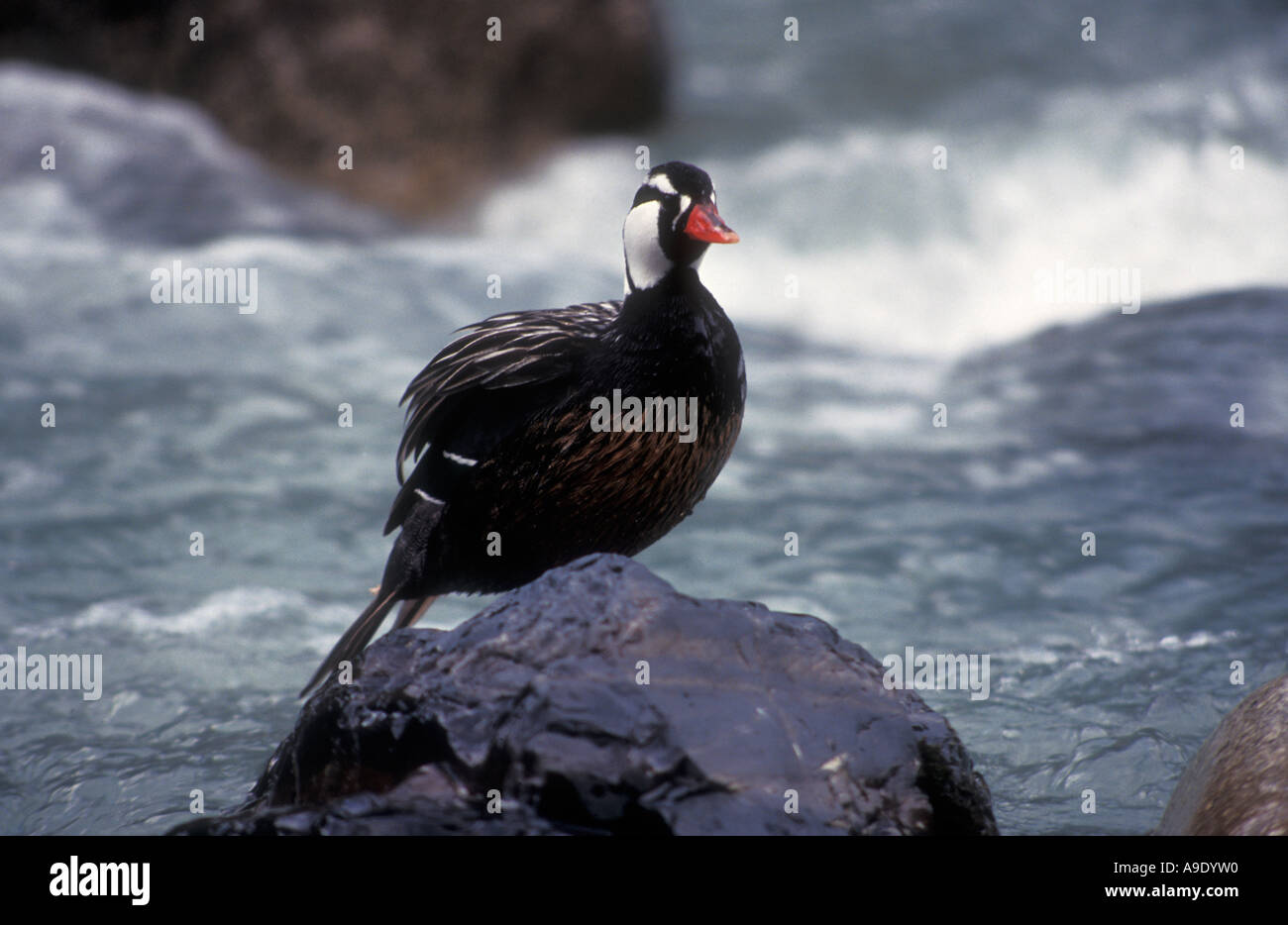 Pato de chile hi-res stock photography and images - Alamy