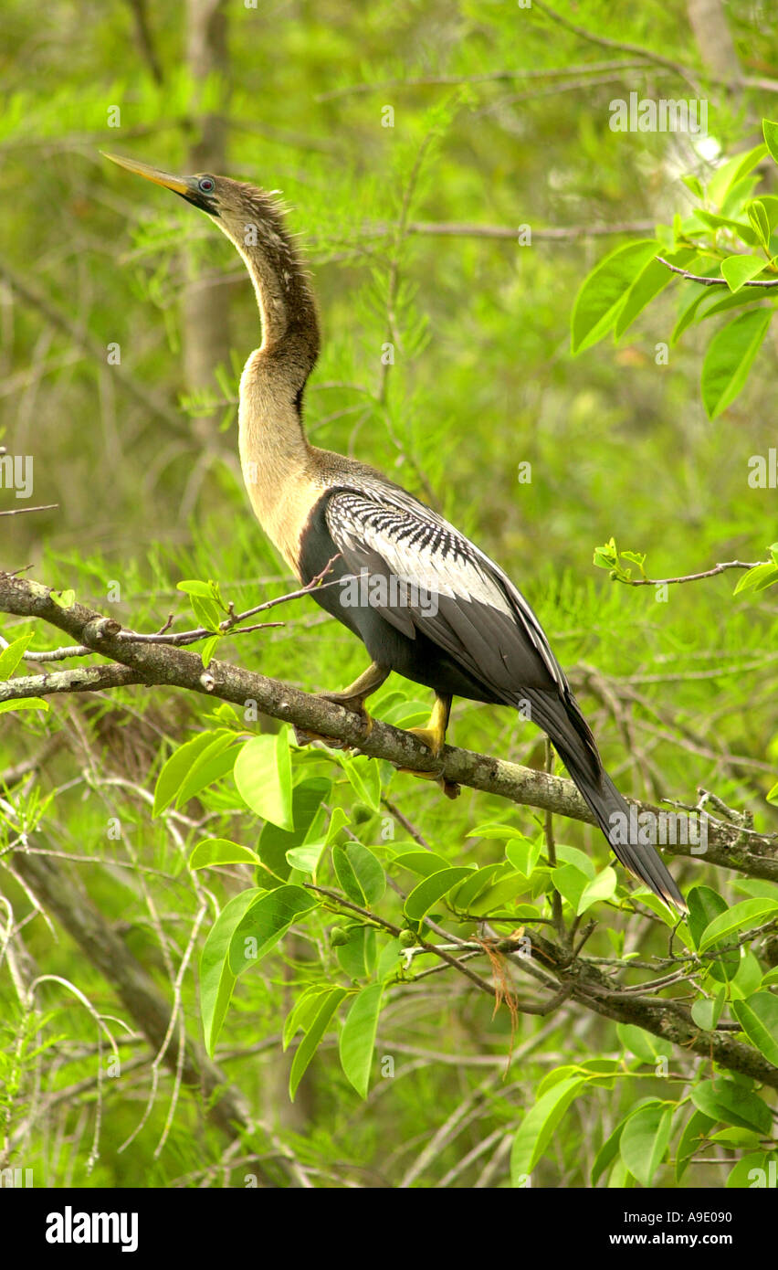 Vertical color image of an Anhinga perched on a limb in the Everglades ...