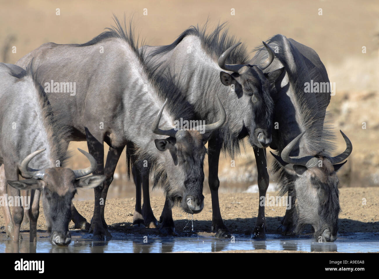 blue wildebeest group drinking Stock Photo - Alamy