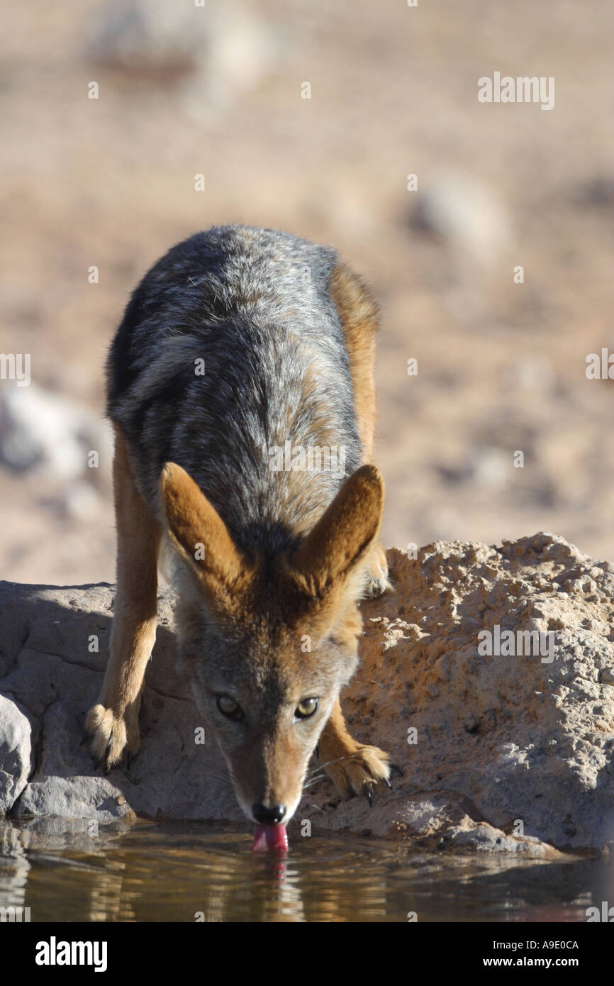 Jackal tongue hi-res stock photography and images - Alamy