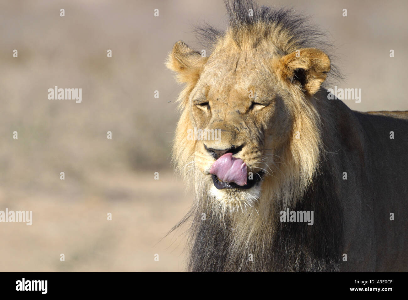 lion licking lips Stock Photo - Alamy