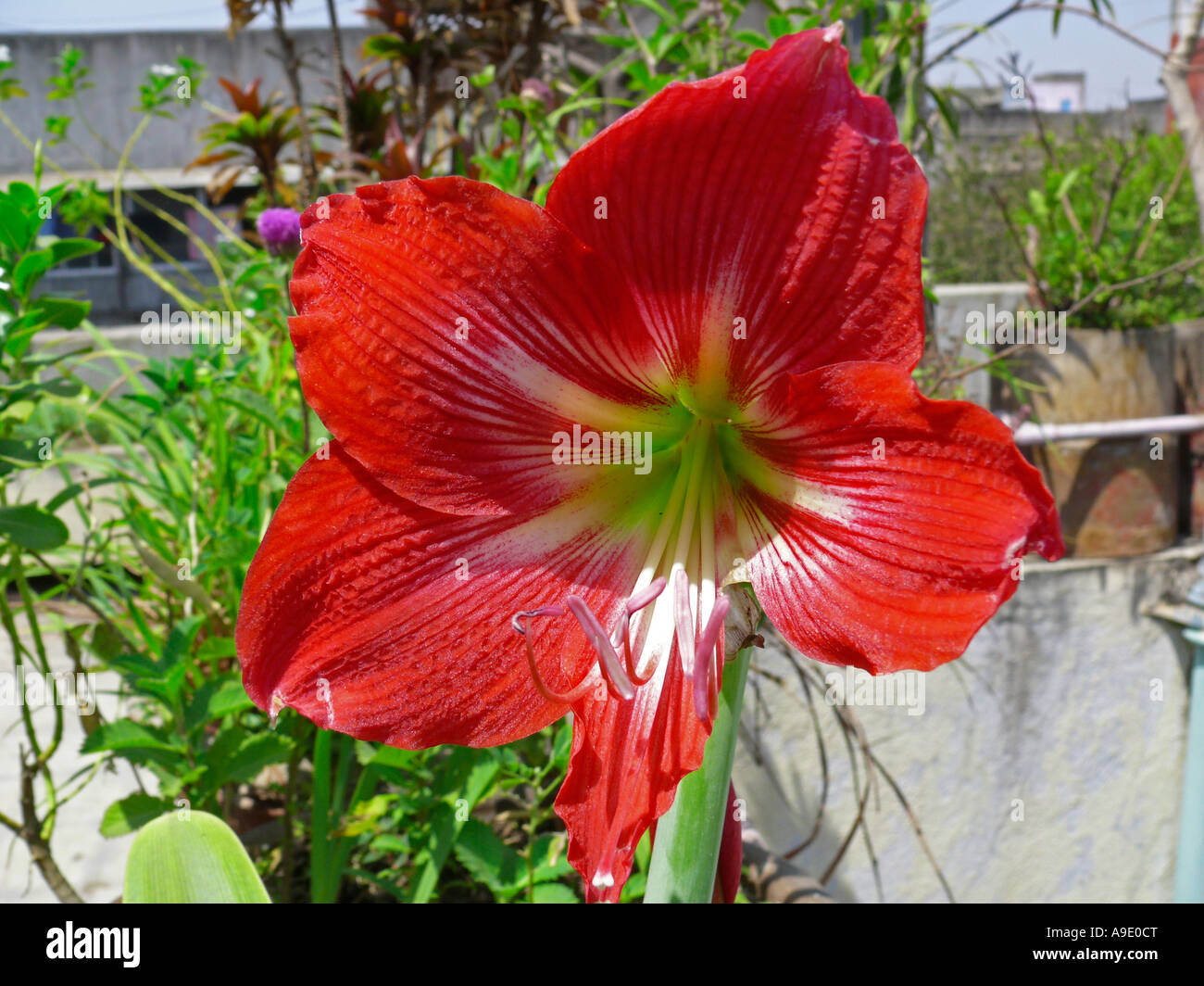 Empress of india flower hi-res stock photography and images - Alamy
