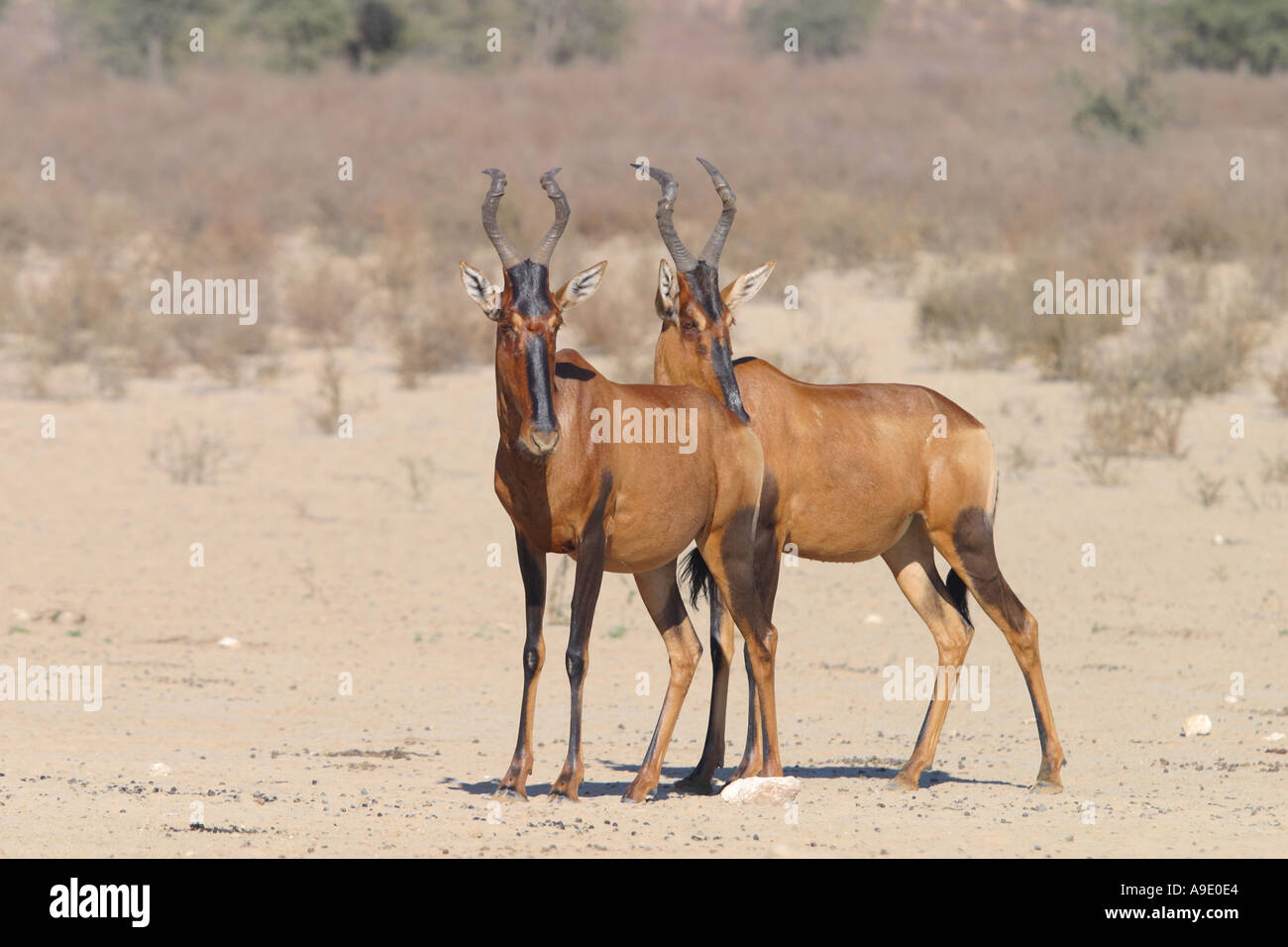 Patr hi-res stock photography and images - Alamy