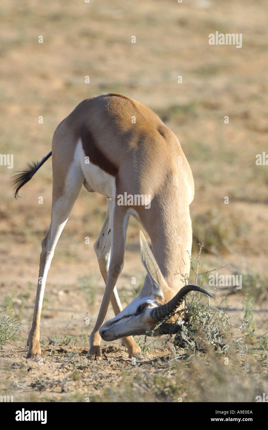 Bush horning hi-res stock photography and images - Alamy