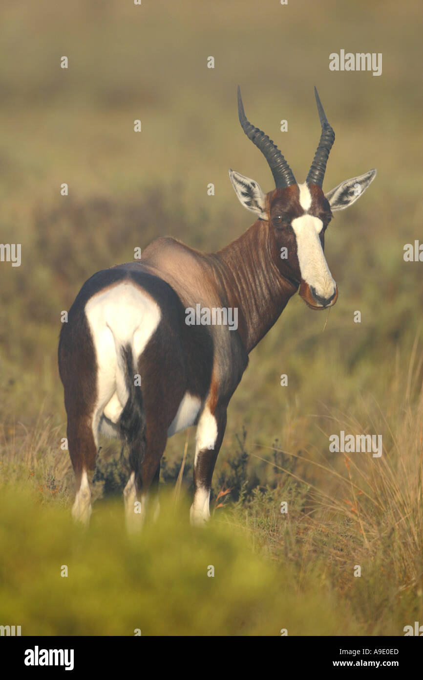 Bontebok species hi-res stock photography and images - Alamy
