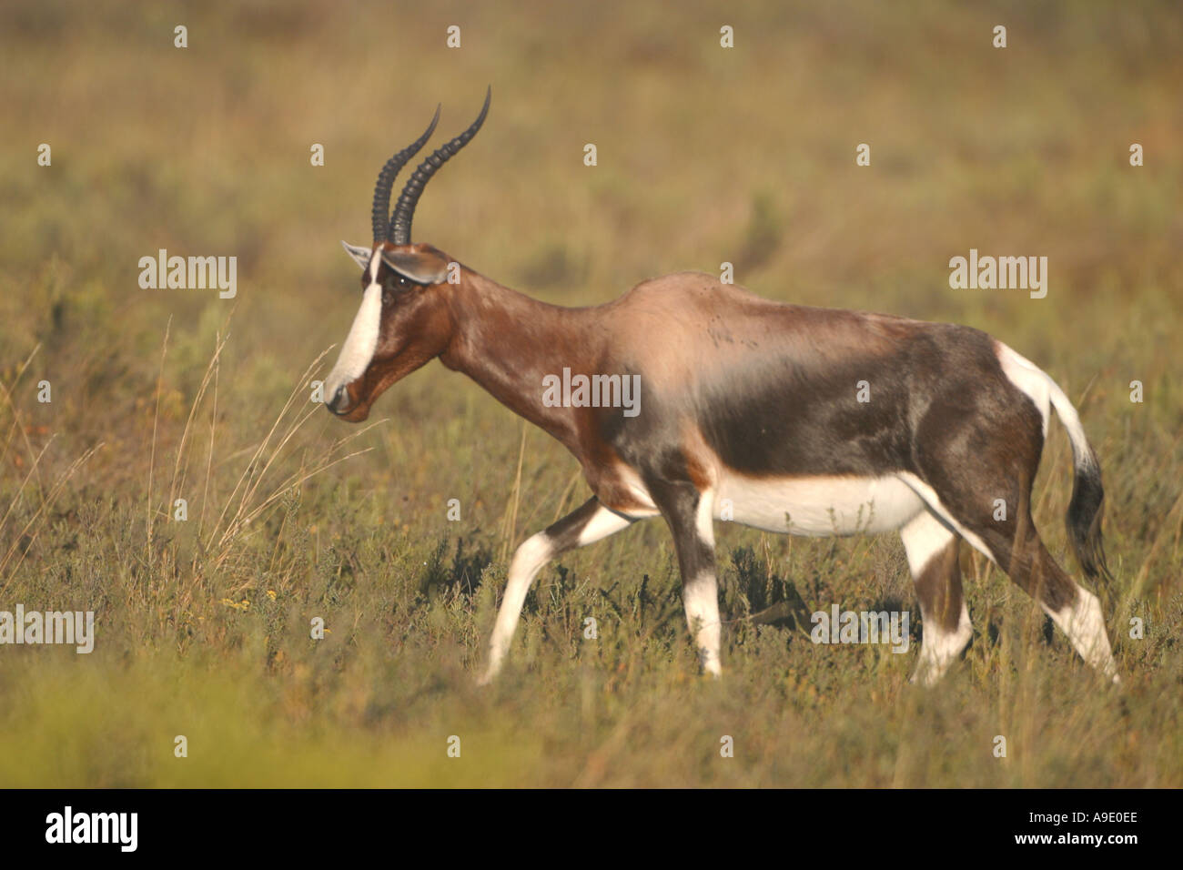 Bontebok species hi-res stock photography and images - Alamy